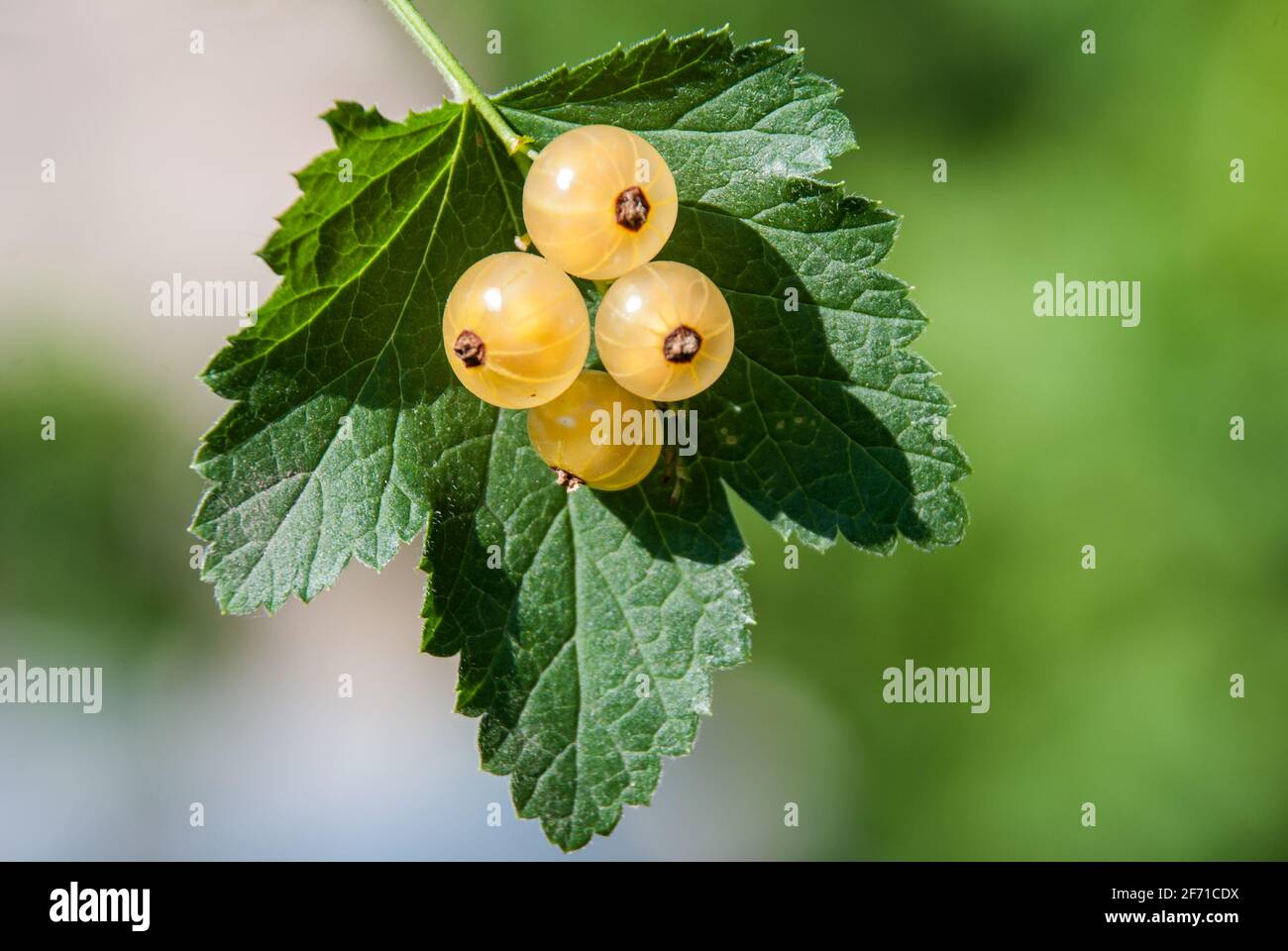 white currant at a branch Stock Photo - Alamy
