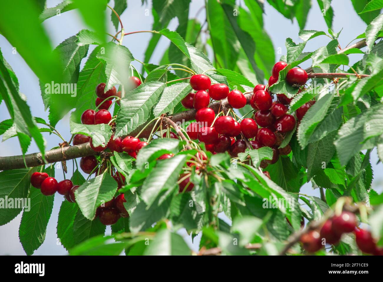 Cherries hanging on a cherry tree branch Stock Photo - Alamy