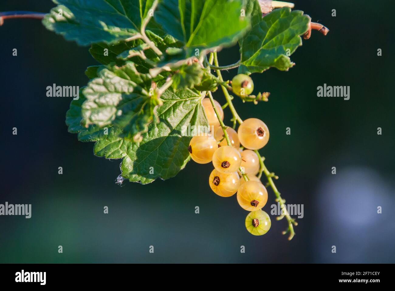 white currant at a branch Stock Photo - Alamy