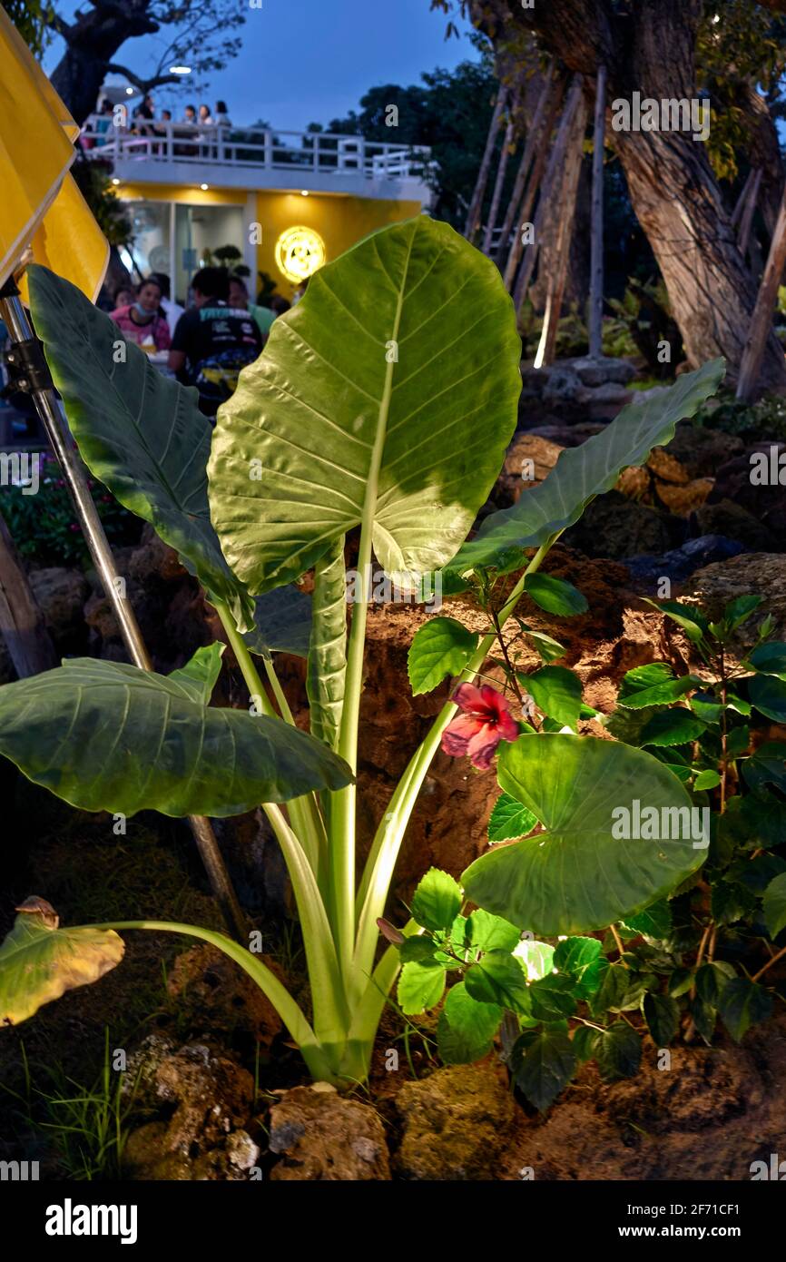 Plant leaves lit at night in a rural restaurant garden. Thailand ...