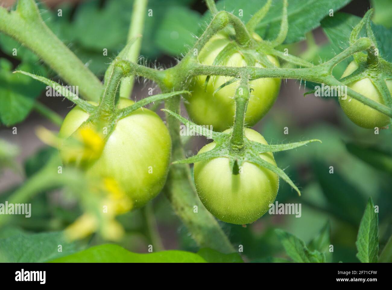 green tomatoes on tomato tree Stock Photo - Alamy