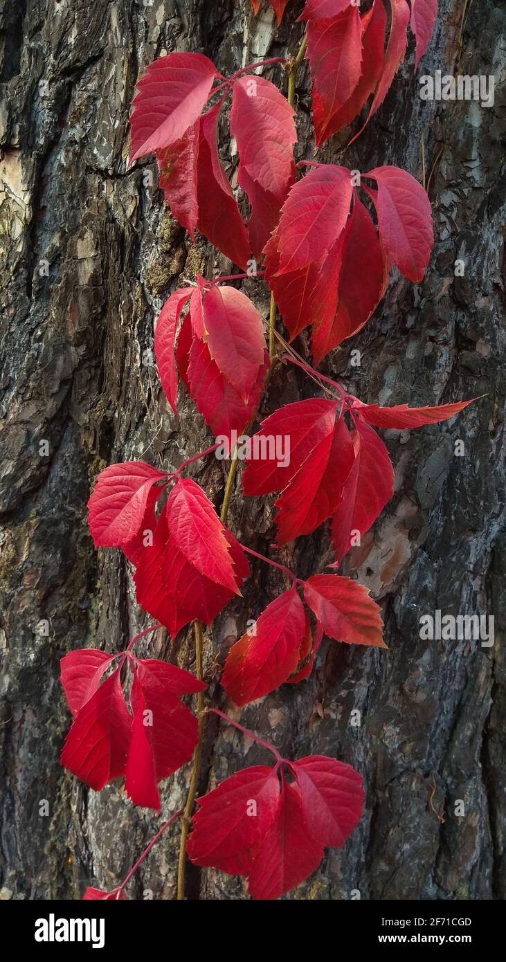 Colour change ivy hi-res stock photography and images - Alamy
