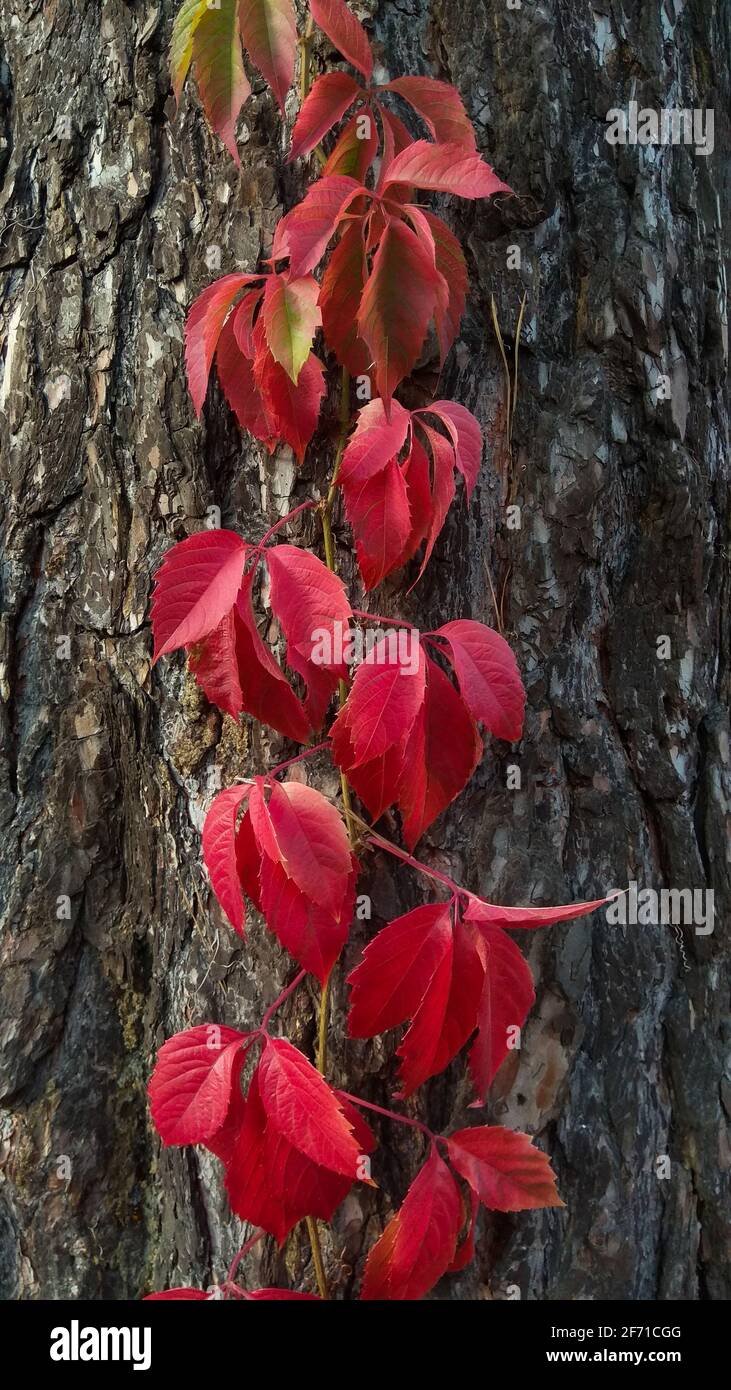 Red ivy on the tree Stock Photo - Alamy