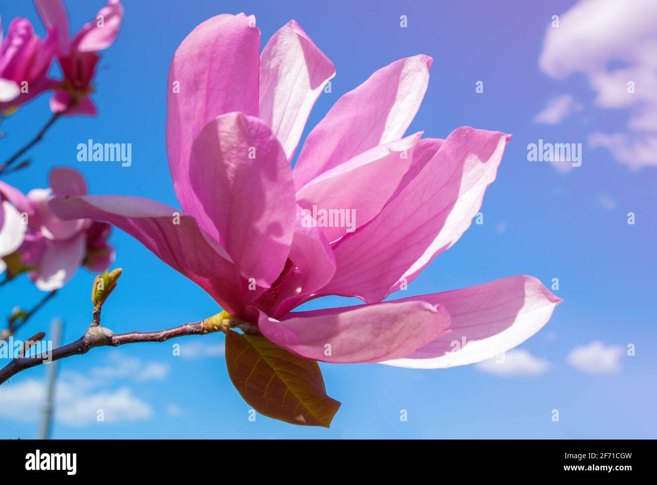 magnolia tree in blossom. beautiful purple flower close up. background ...