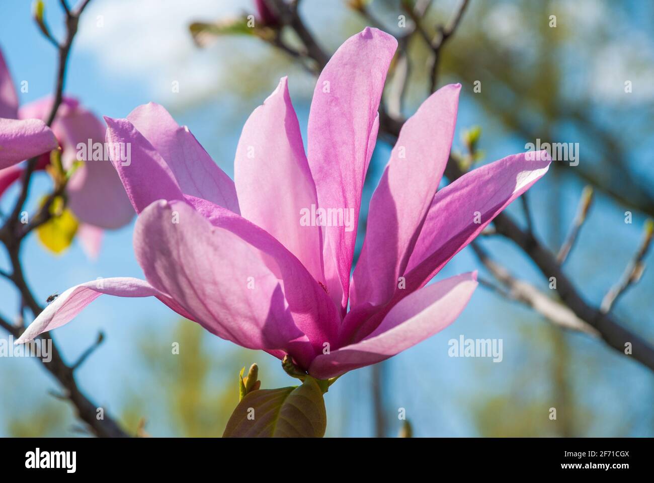 magnolia tree in blossom. beautiful purple flower close up. background ...