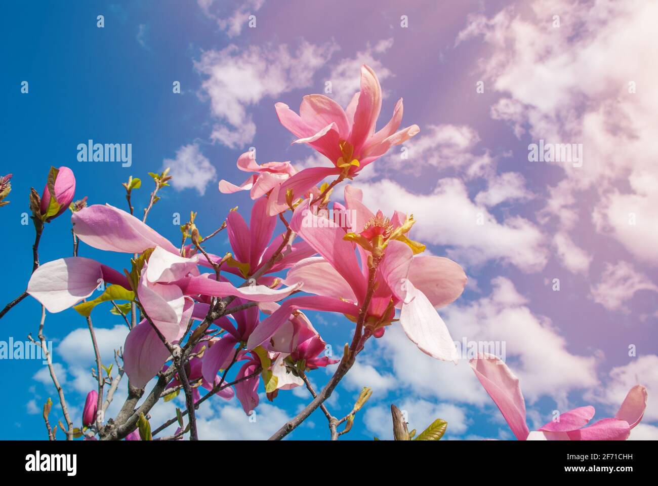 magnolia tree in blossom. beautiful purple flower close up. background ...