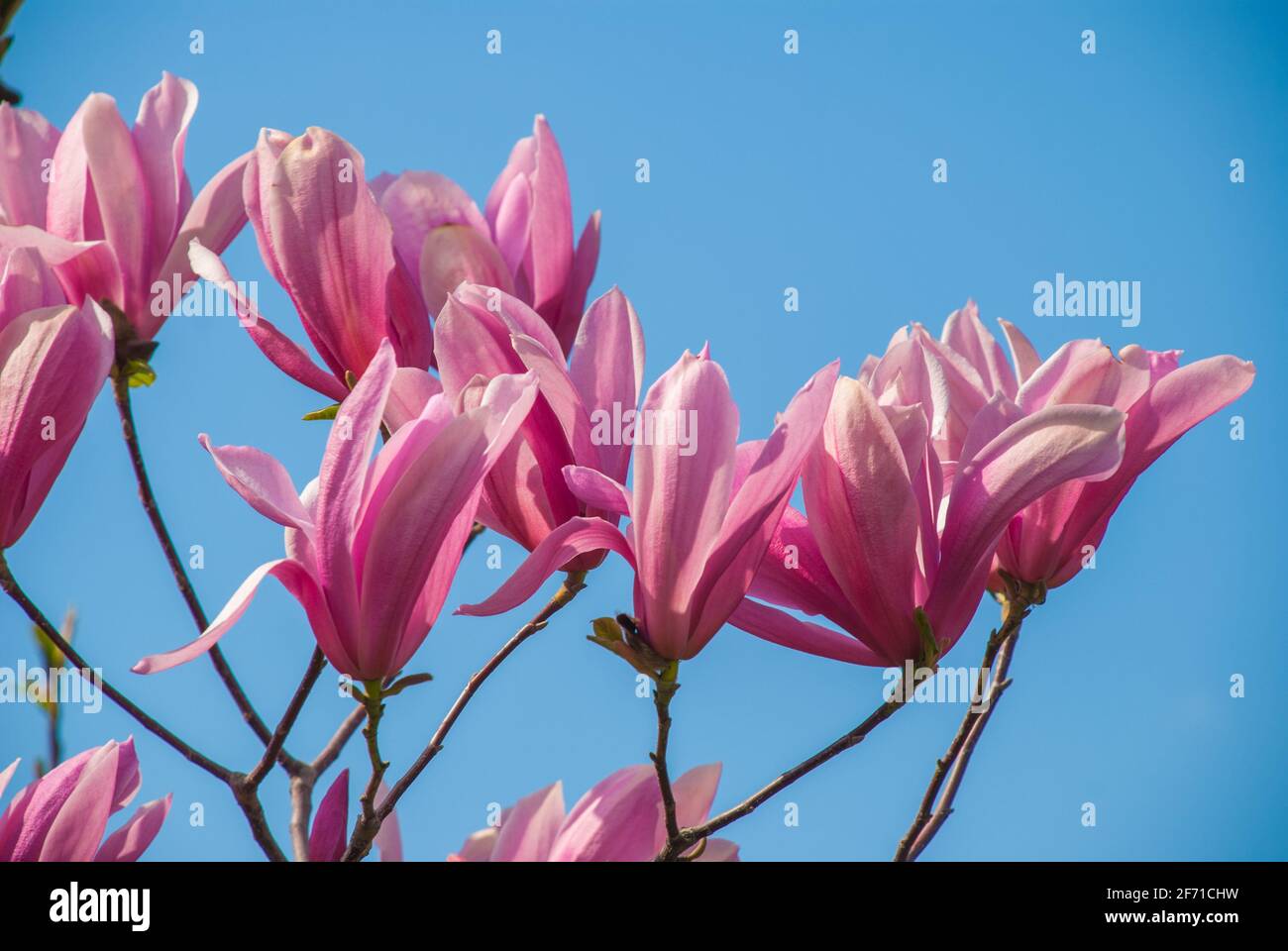 magnolia tree in blossom. beautiful purple flower close up. background ...