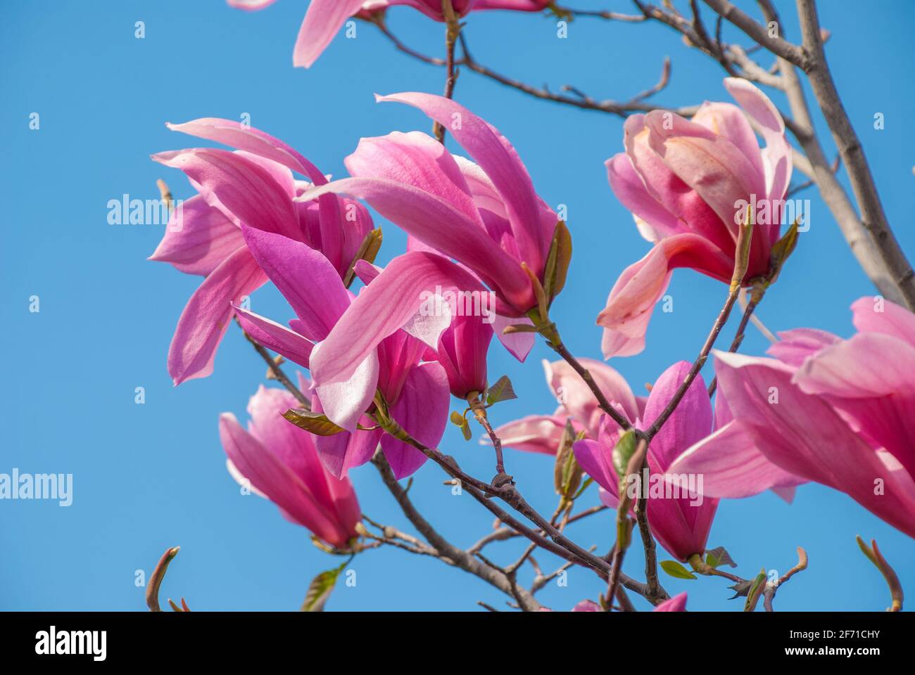 magnolia tree in blossom. beautiful purple flower close up. background ...