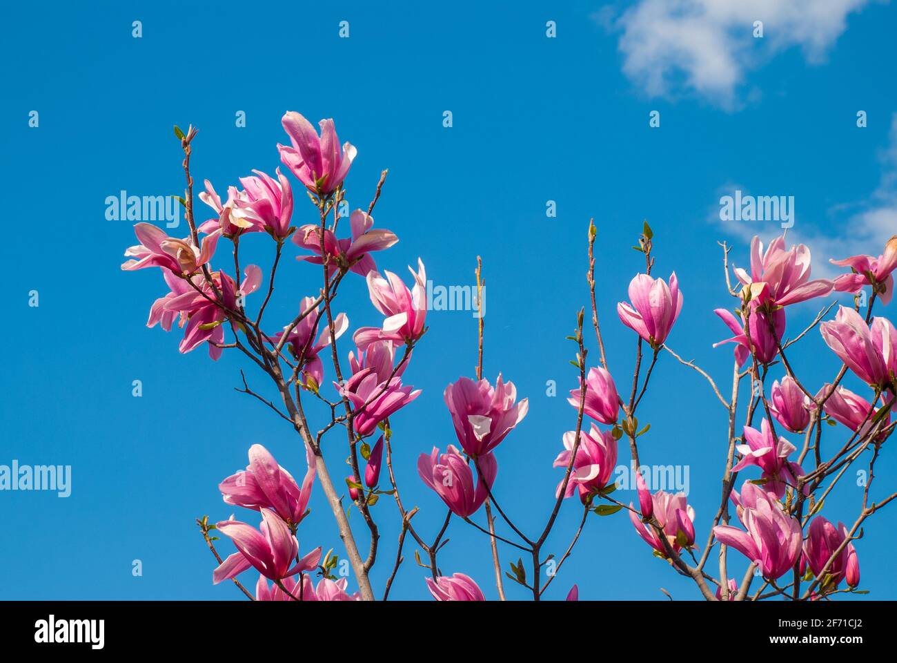 magnolia tree in blossom. beautiful purple flower close up. background ...