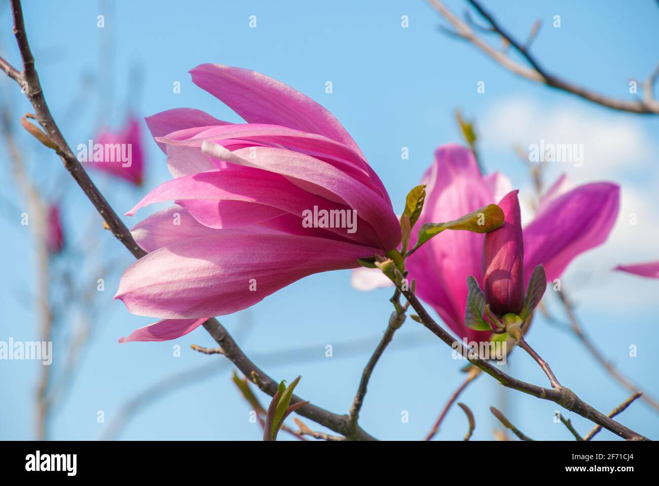 magnolia tree in blossom. beautiful purple flower close up. background ...