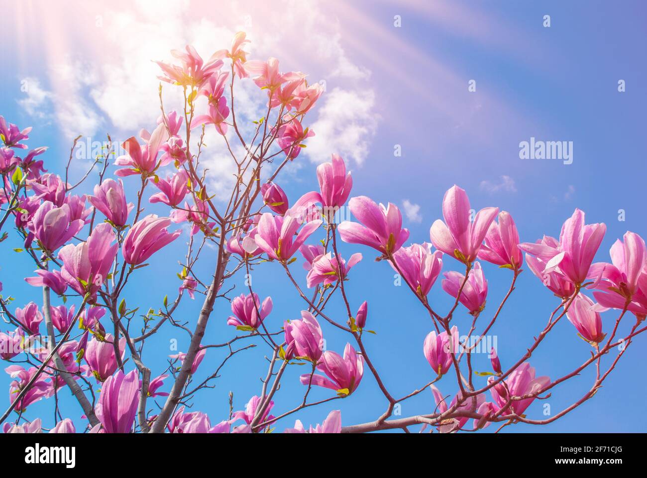 magnolia tree in blossom. beautiful purple flower close up. background ...