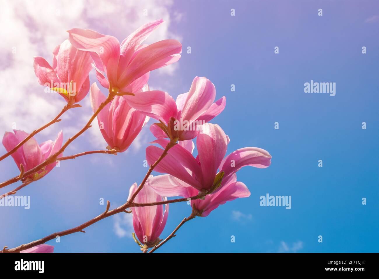 magnolia tree in blossom. beautiful purple flower close up. background ...