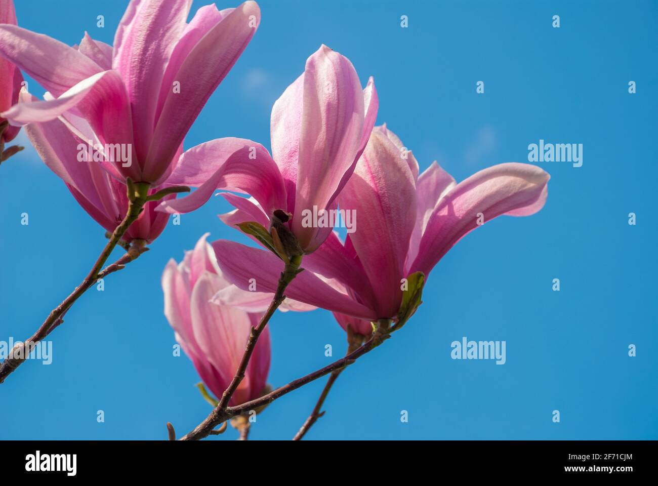 magnolia tree in blossom. beautiful purple flower close up. background ...