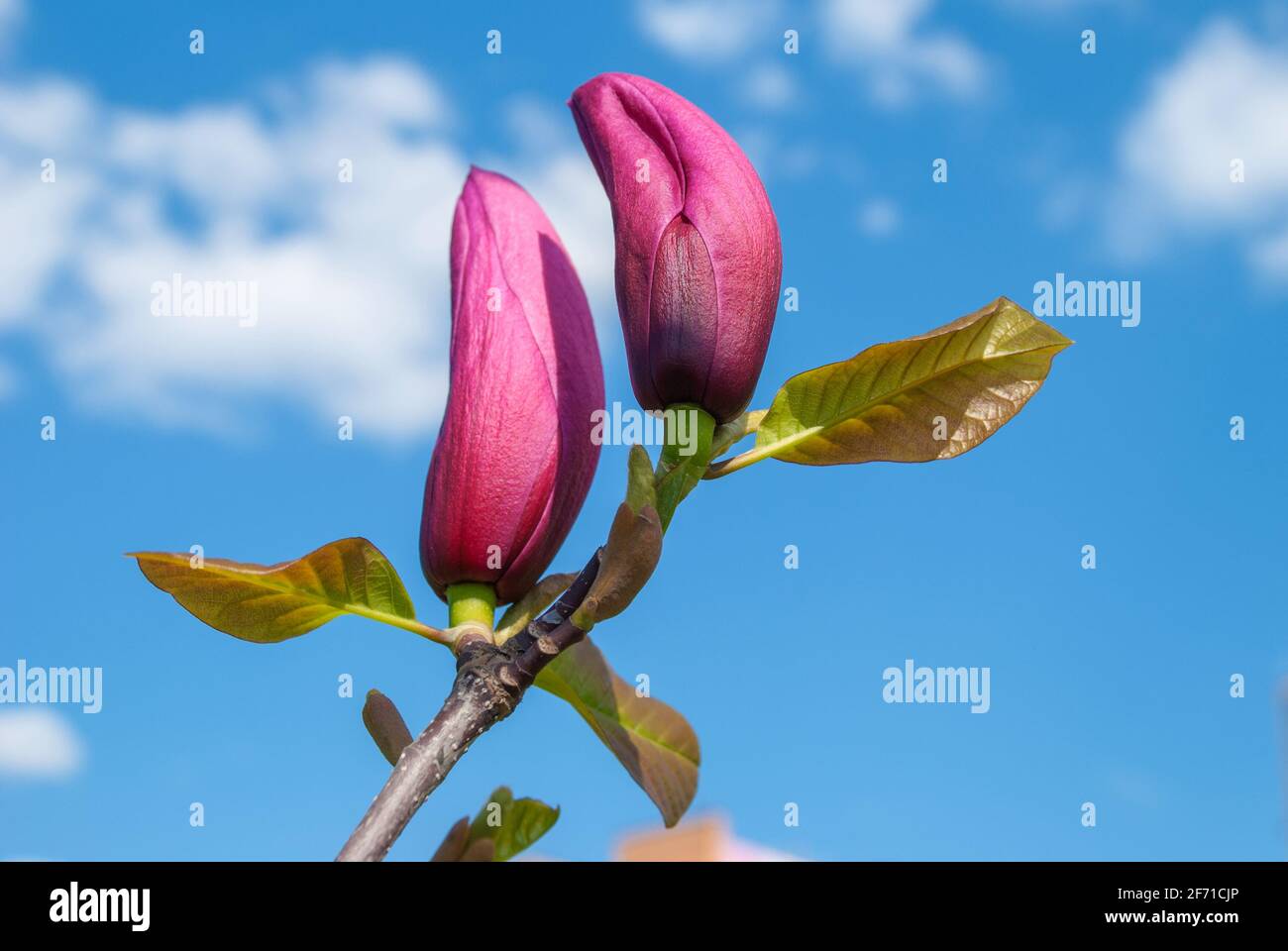 magnolia tree in blossom. beautiful purple flower close up. background ...