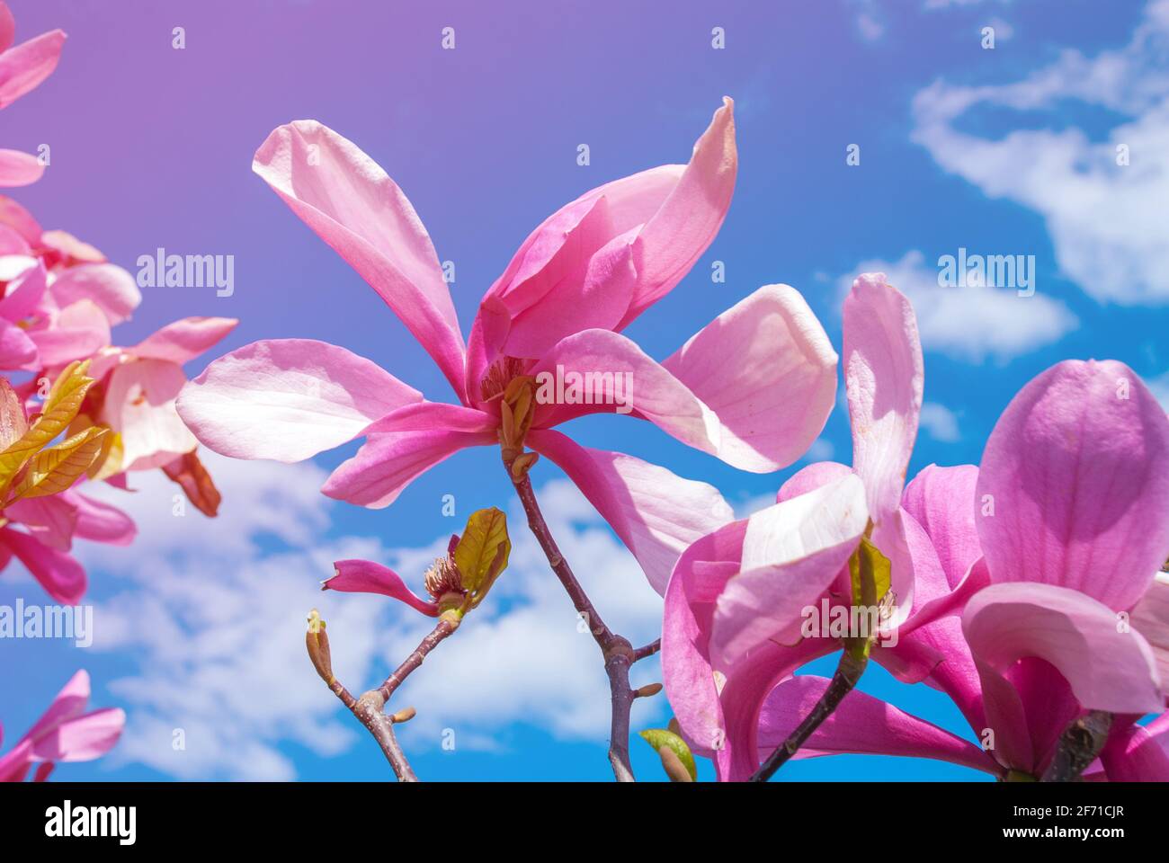 magnolia tree in blossom. beautiful purple flower close up. background ...