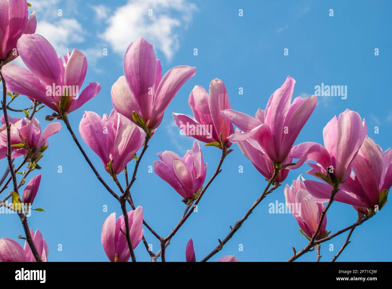 magnolia tree in blossom. beautiful purple flower close up. background ...