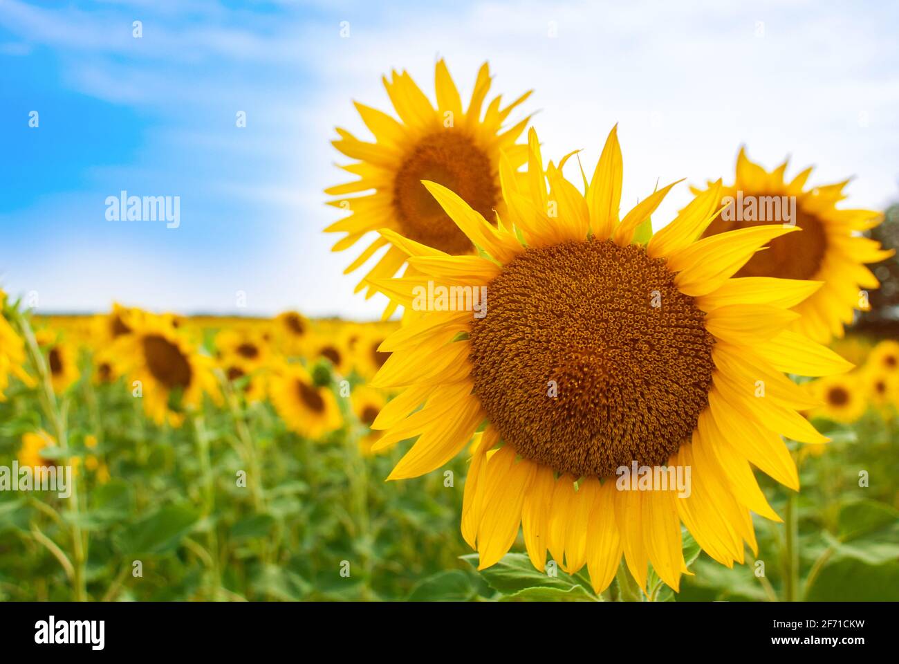 Sunflower natural background. Sunflower blooming Stock Photo - Alamy