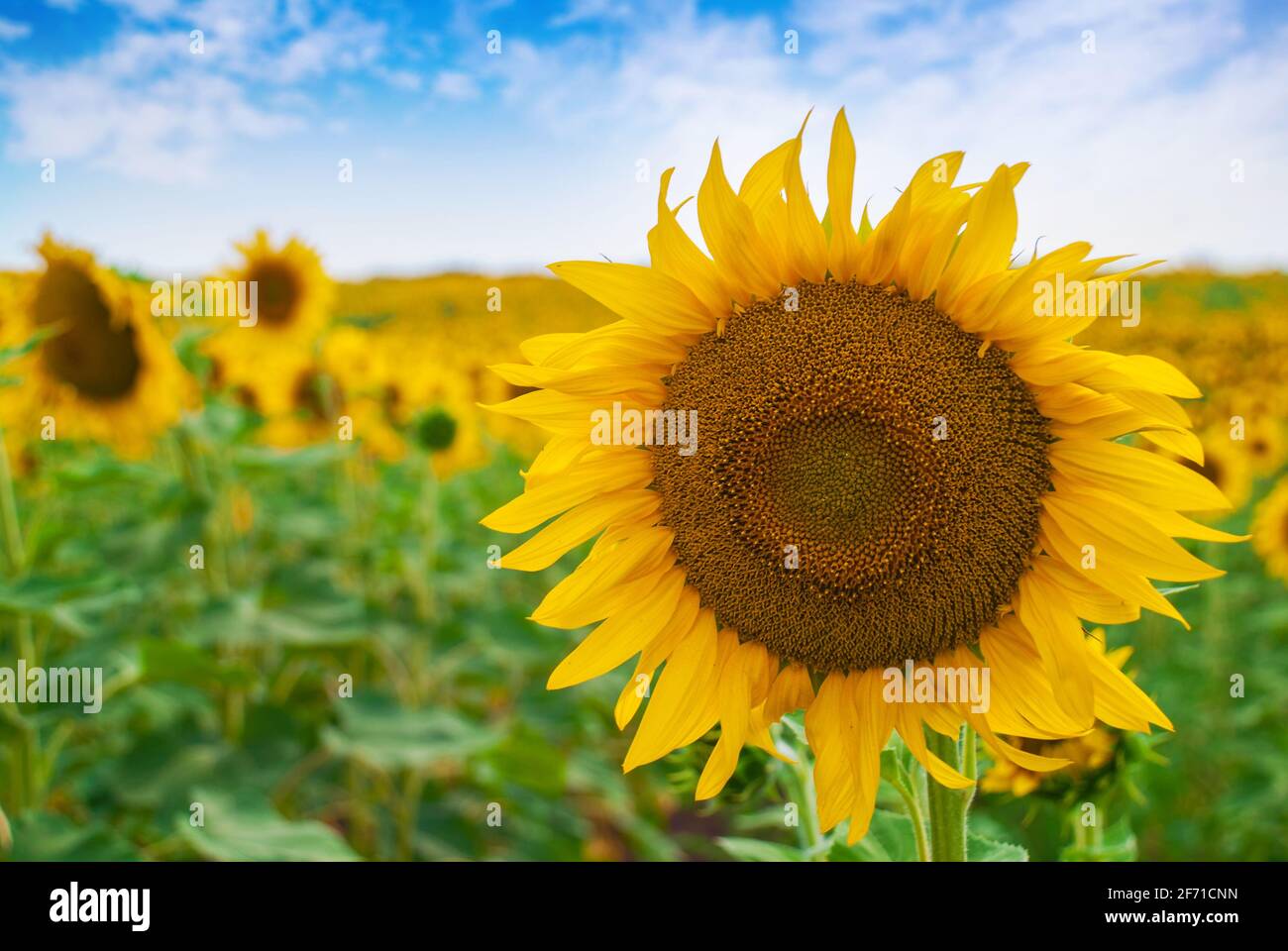 Sunflower natural background. Sunflower blooming Stock Photo - Alamy