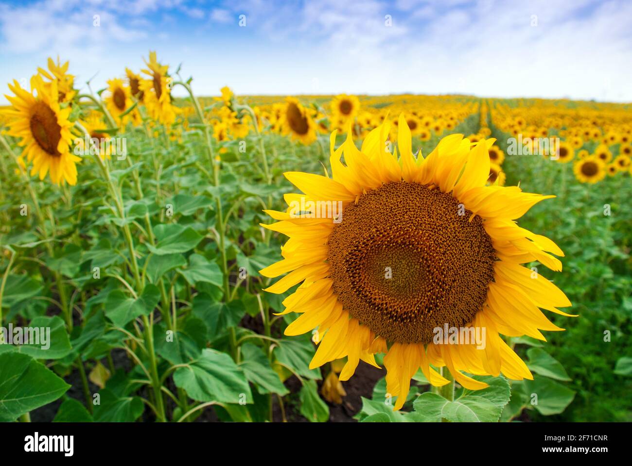 Sunflower natural background. Sunflower blooming Stock Photo - Alamy