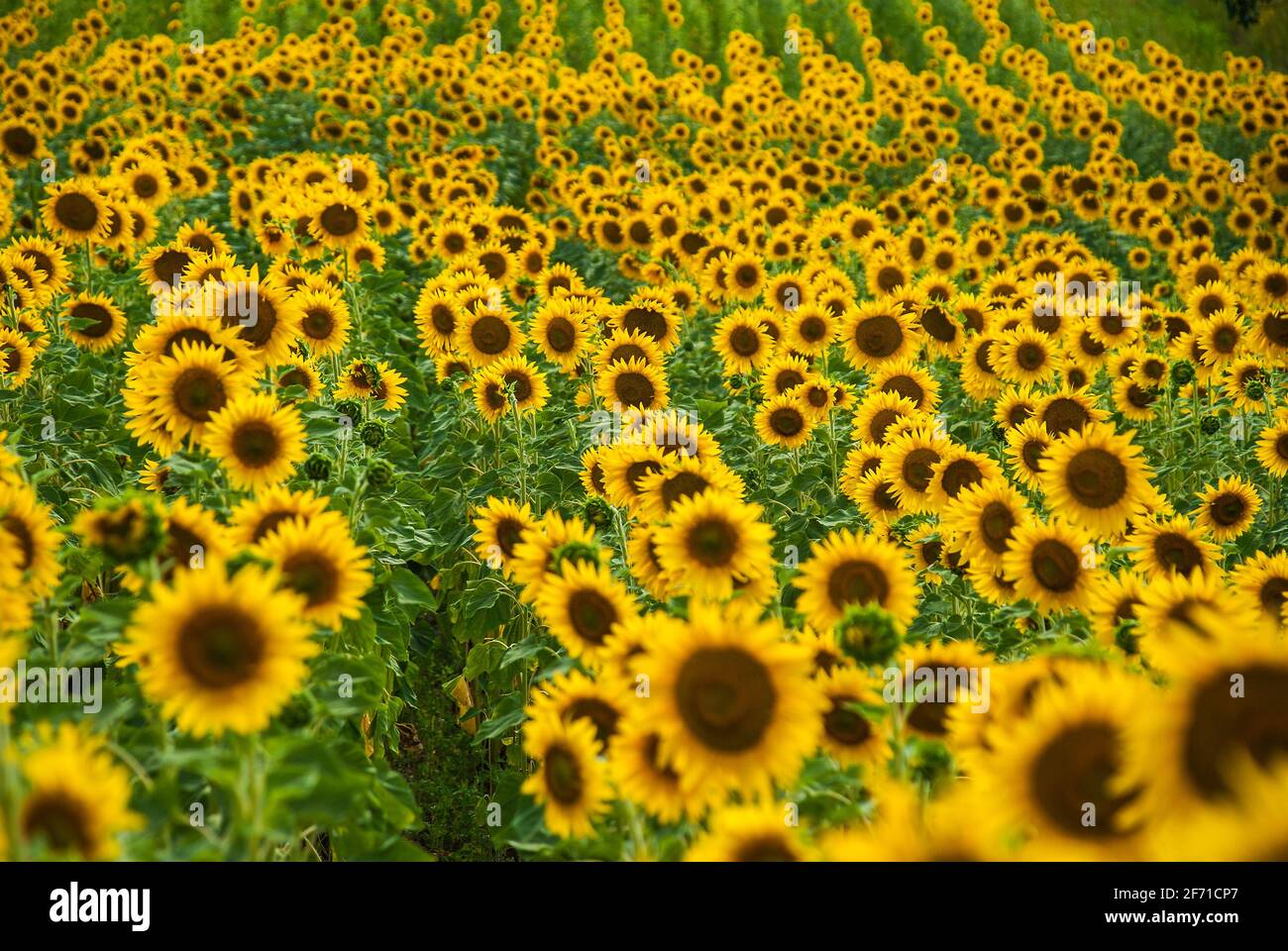 Sunflower natural background. Sunflower blooming Stock Photo - Alamy