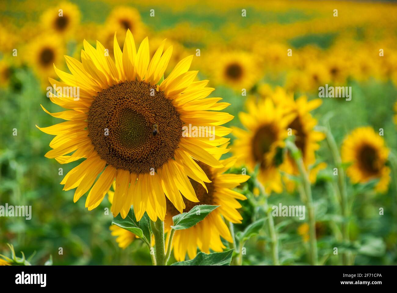 Sunflower natural background. Sunflower blooming Stock Photo - Alamy