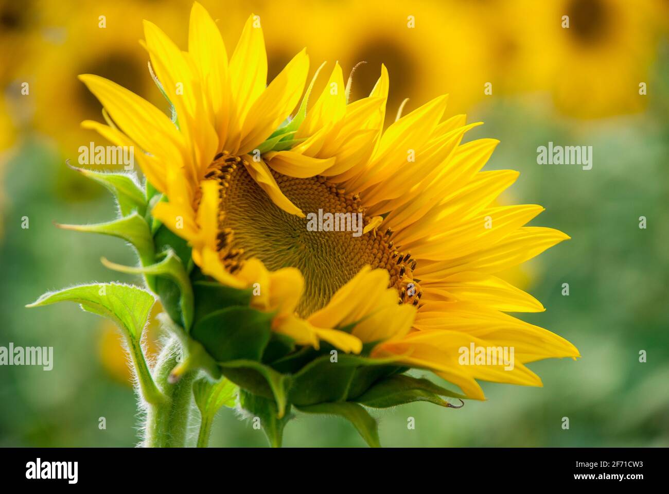 Sunflower natural background. Sunflower blooming Stock Photo - Alamy