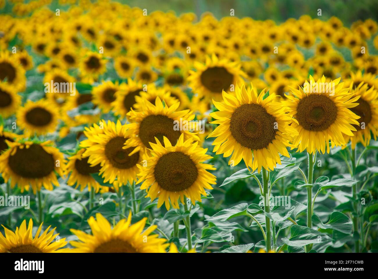 Sunflower natural background. Sunflower blooming Stock Photo - Alamy