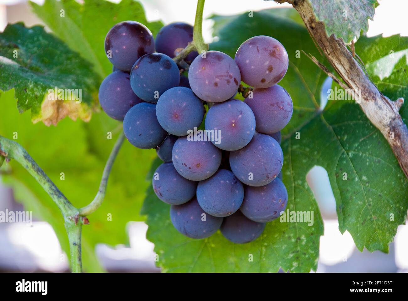 A bunch of blue grapes at vineyard Stock Photo - Alamy