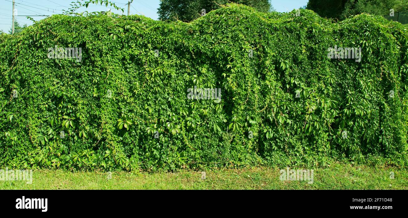 leaves of ivy covering the wall Stock Photo - Alamy