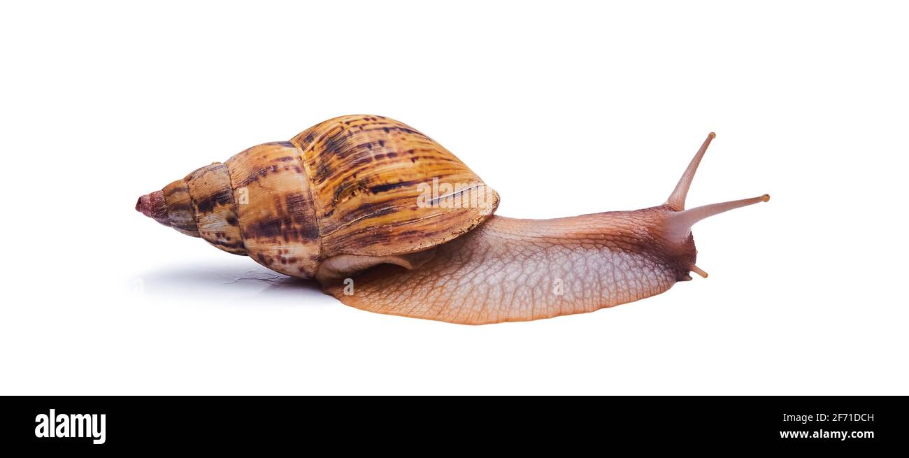 Crawling Live Giant African Land Snail Isolated On White Background