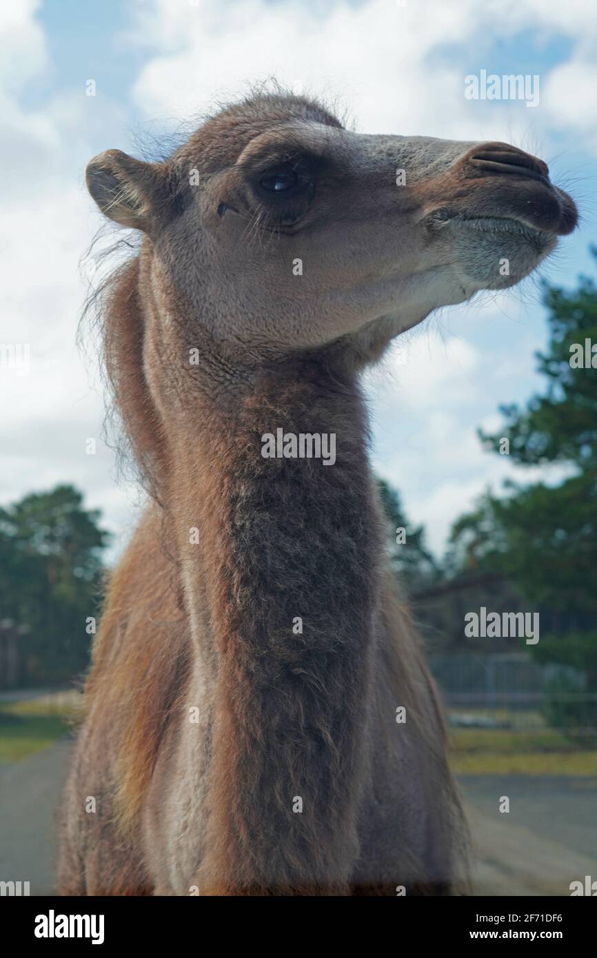 Animal camel eye eyelashes hi-res stock photography and images - Alamy