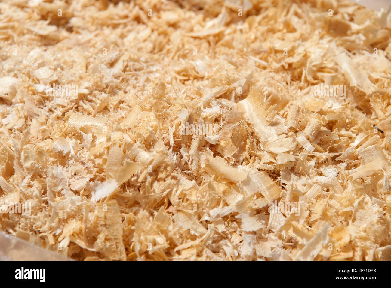 Wood sawdust background closeup. Sawdust floor texture. Top view ...