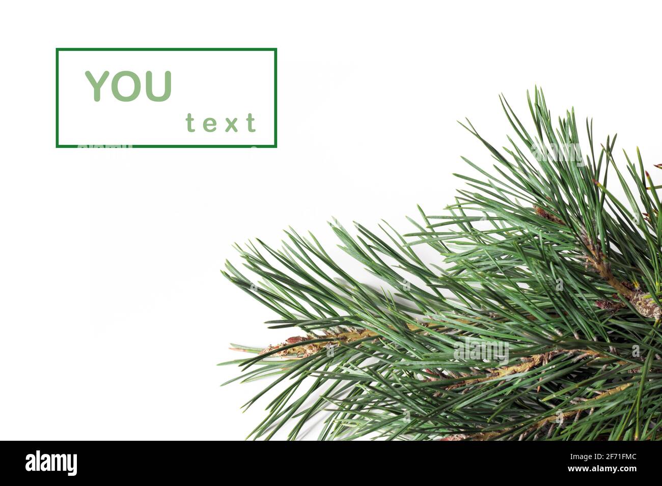 Christmas tree branches border over white Stock Photo - Alamy