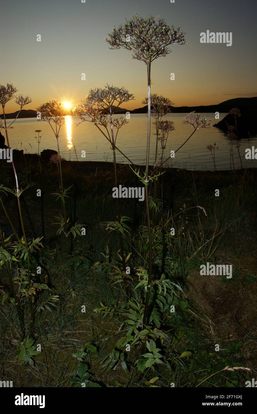Golden sun shining through the seed heads of the photoxic unbellifers ...
