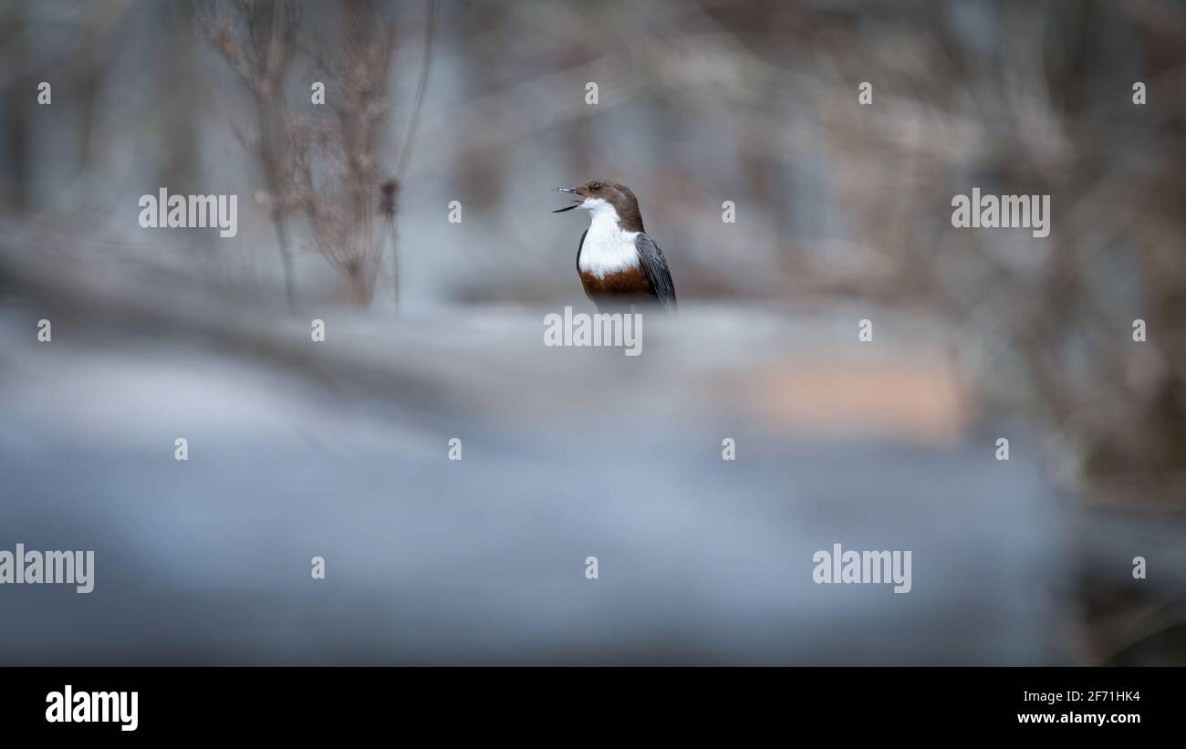 bird, natur, wild lebende tiere, tier, spatz, schnabel, wild, feather ...