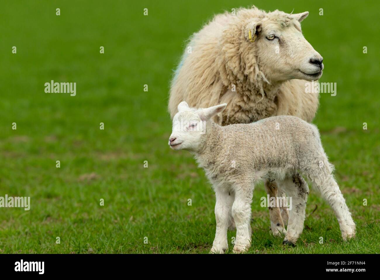 Sheep with newborn lamb. Close up of a Ewe or female sheep with her young lamb, in green ...