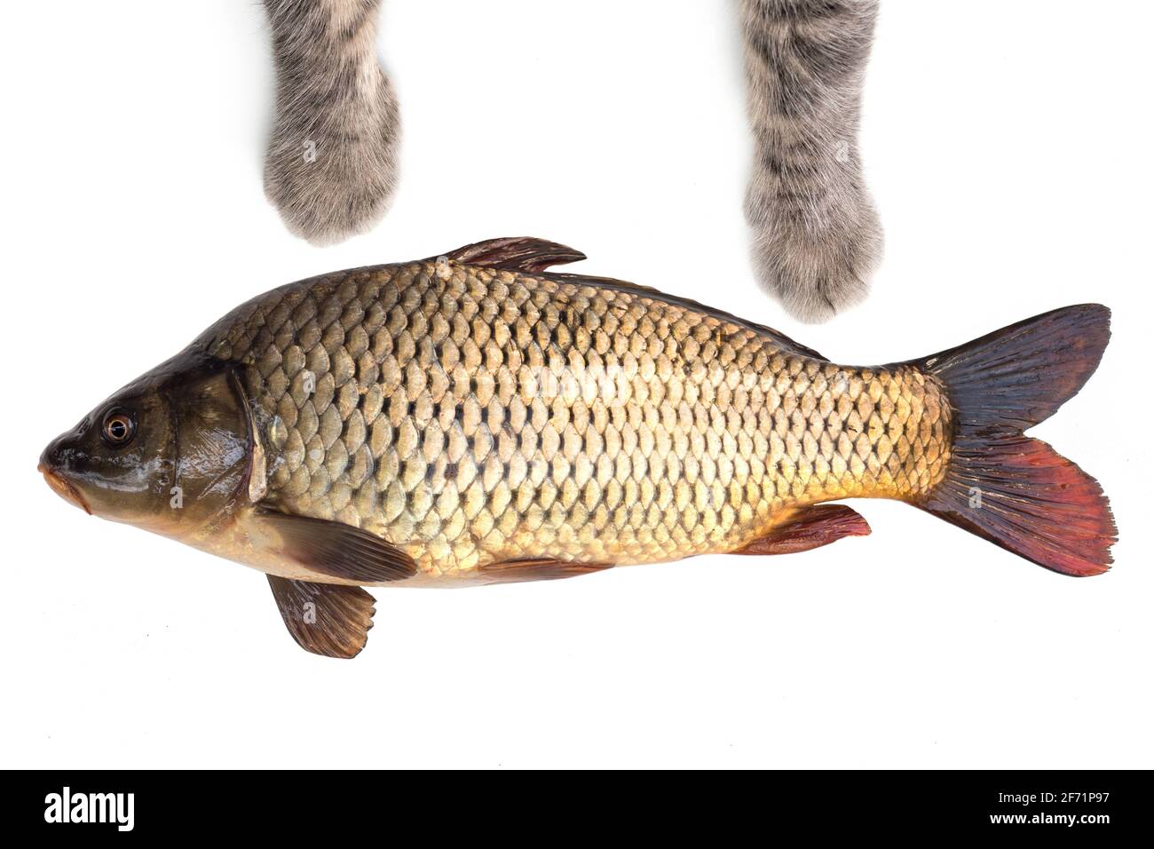 Fish and cat's paws on white background Stock Photo - Alamy