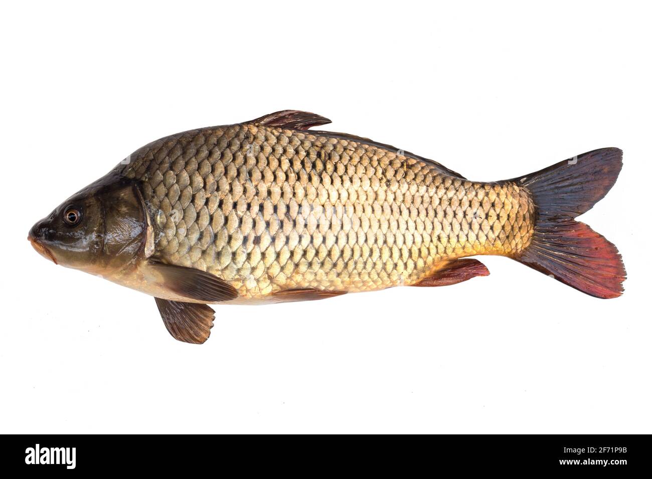 big carp isolated on white background Stock Photo - Alamy