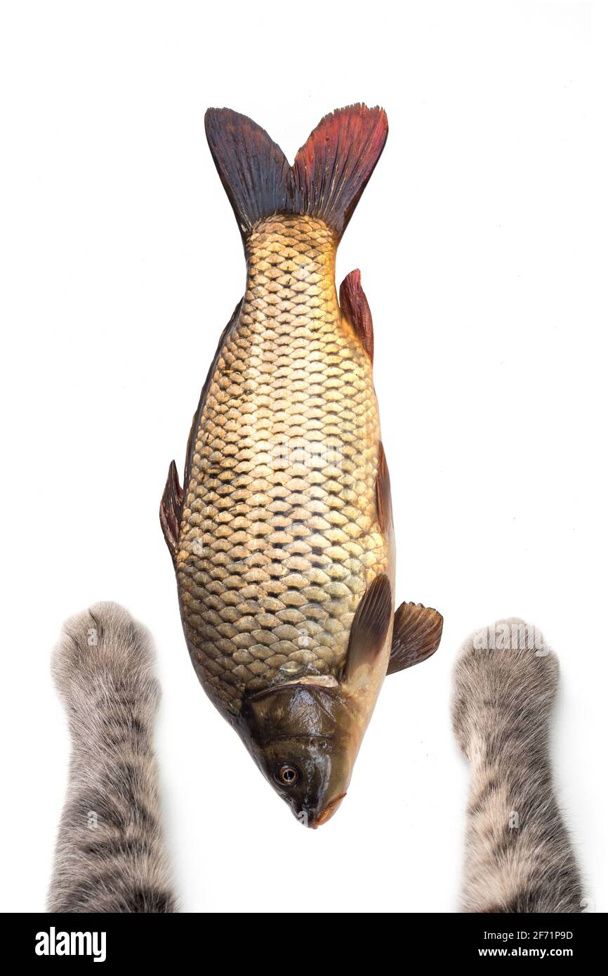 Fish and cat's paws on white background Stock Photo - Alamy