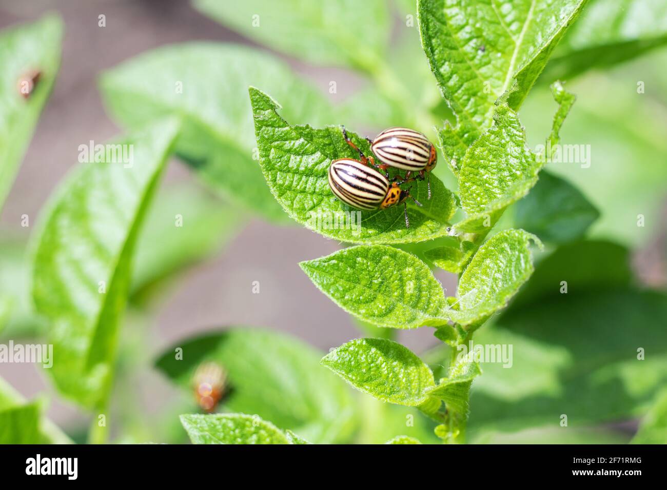 Fly potato hi-res stock photography and images - Alamy