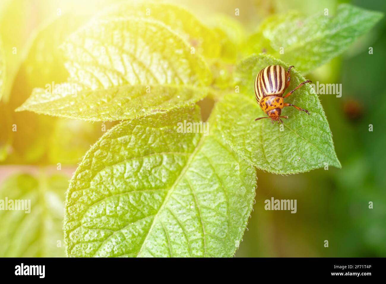 Colorado potato beetle intends to fly from green potato leaf Stock ...