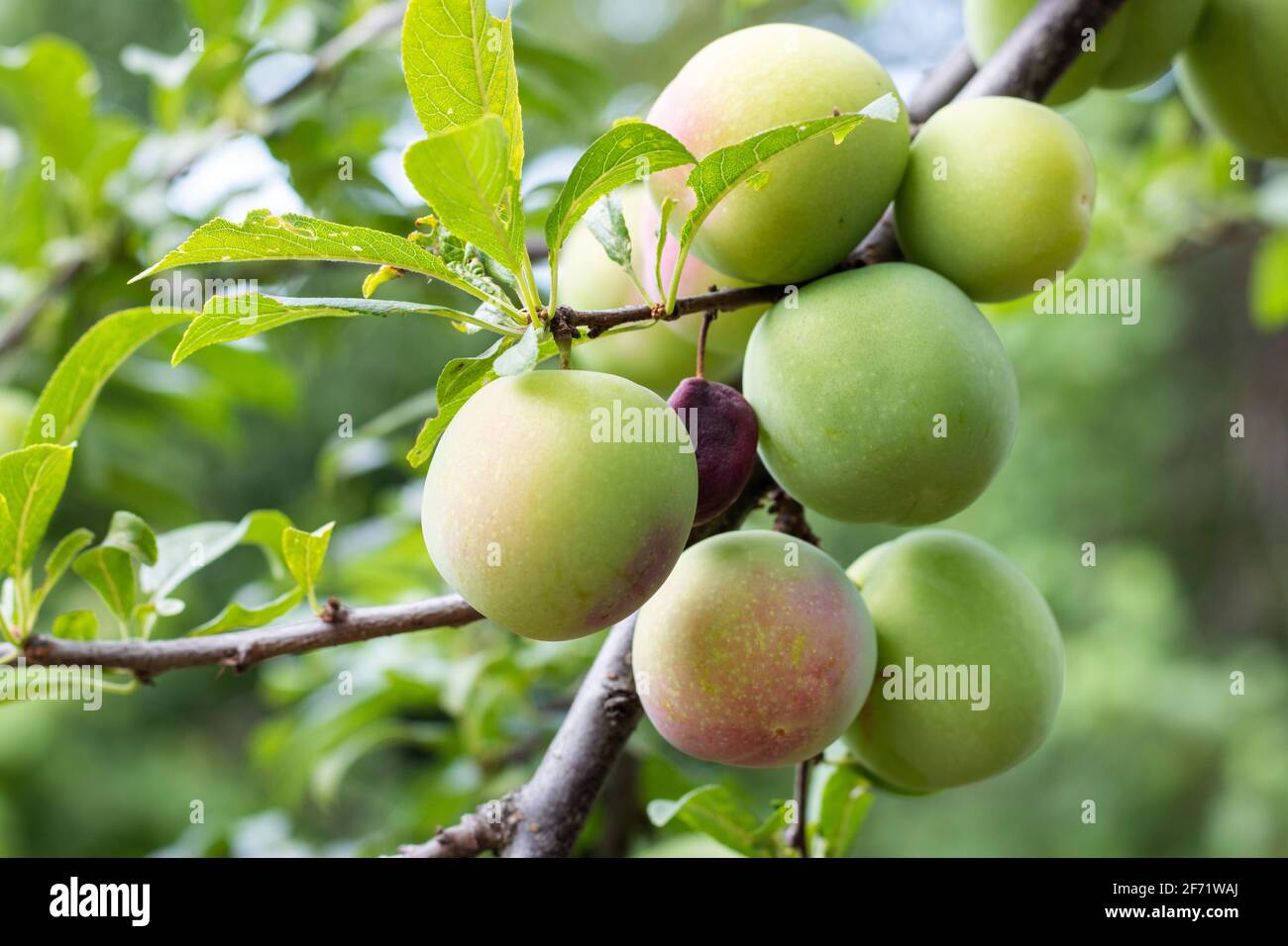 Green ume hi-res stock photography and images - Alamy