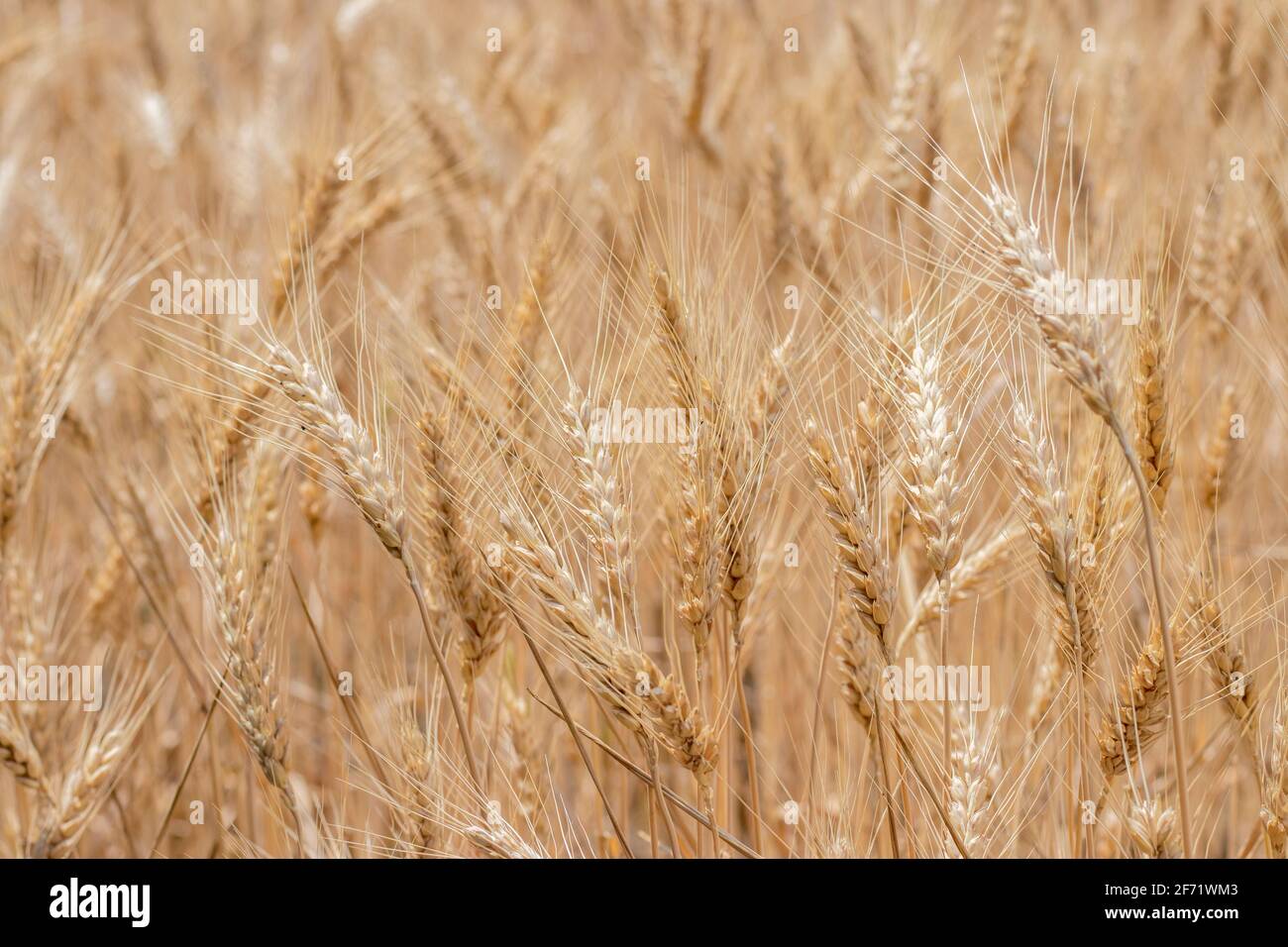 Gold Wheat Field. Beautiful Nature Sunset Landscape. Background of ripening ears of meadow wheat ...