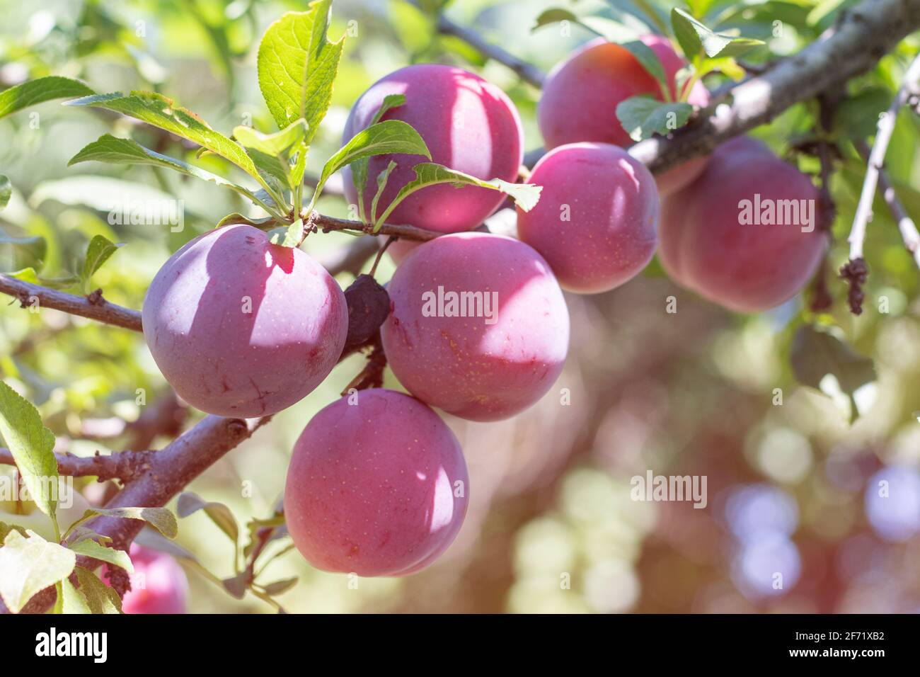 Plum tree with juicy fruits on sun light Stock Photo - Alamy