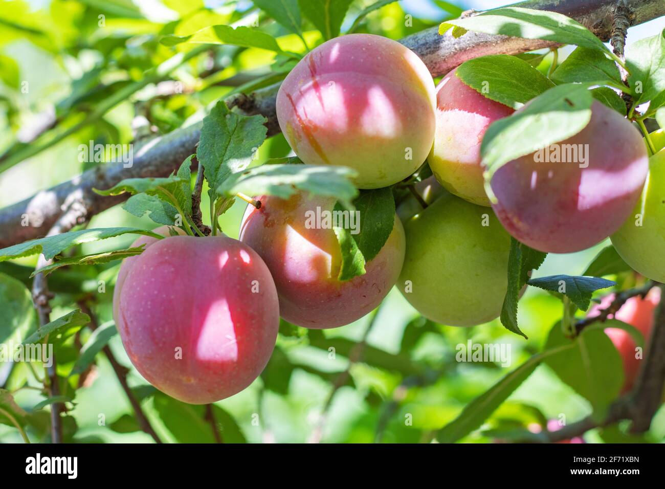 Plum tree with juicy fruits on sun light Stock Photo - Alamy