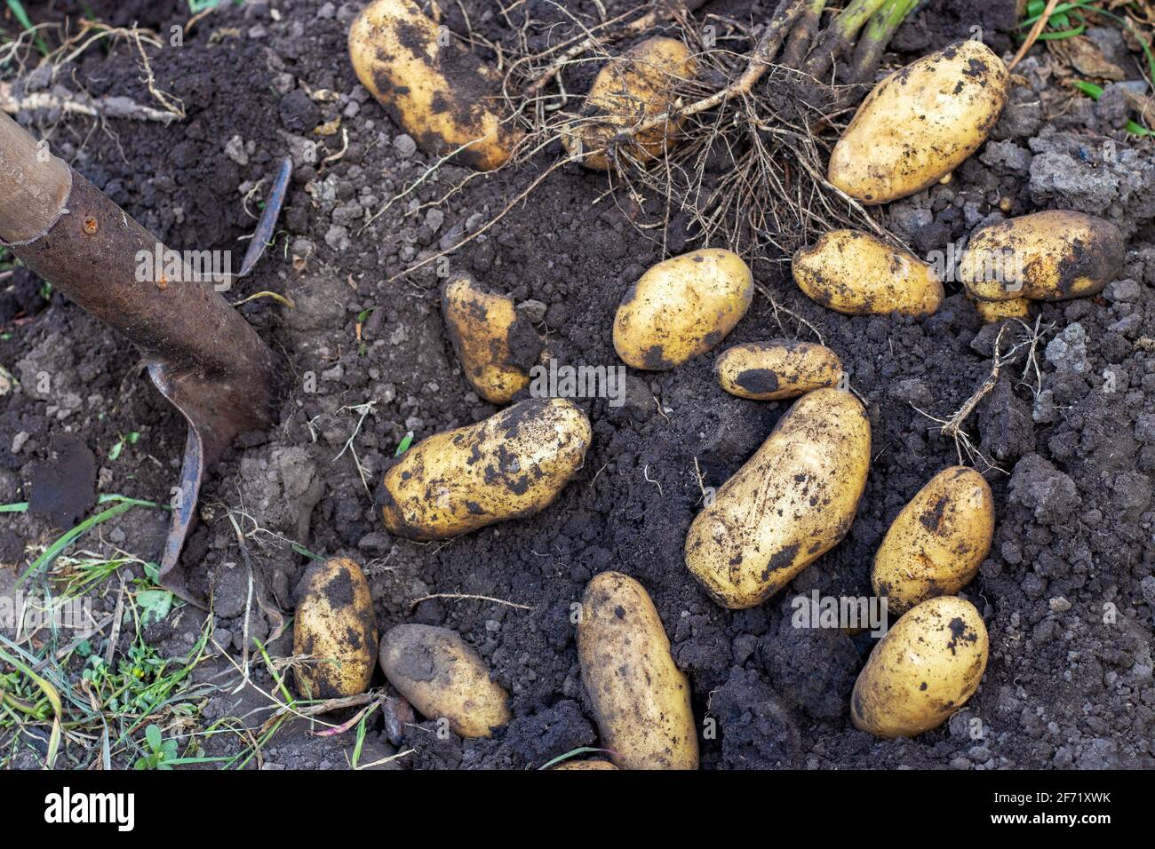 Harvesting Potatoes. Fresh Potatoes Dig From Ground With Spade. Fresh ...