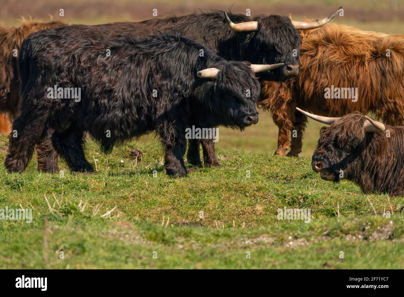 Scottish Highlander lies in the grass, in the sunlight. The cow has ...