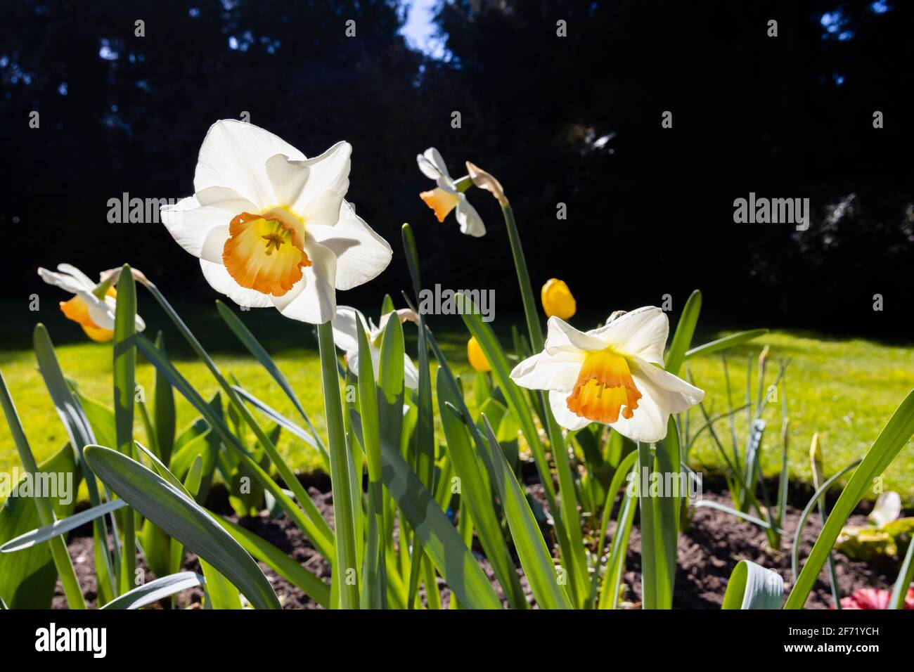 Narcissus 'Rainbow', a large-cupped daffodil with white flowers, the ...