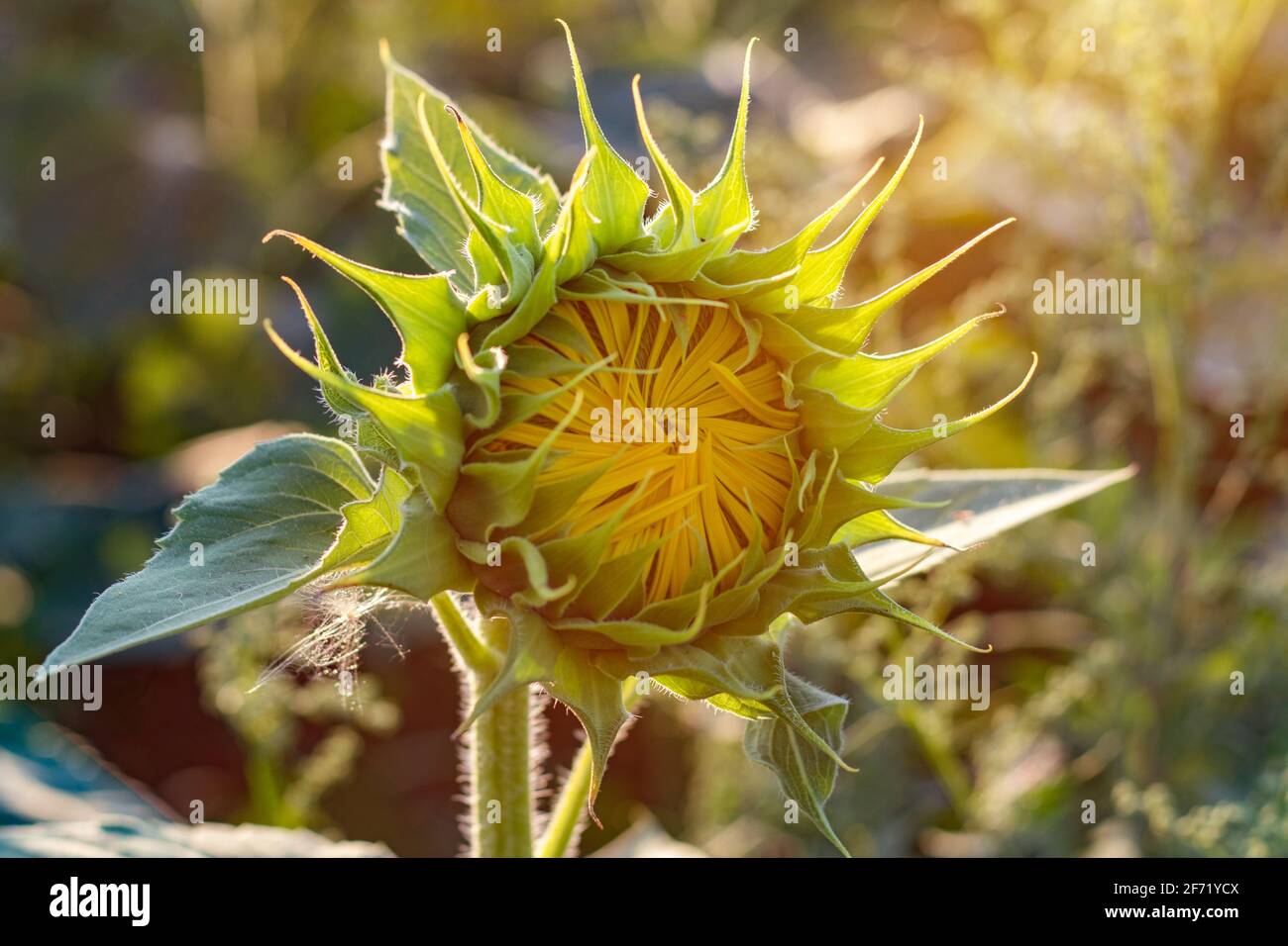 Sunflower buds hi-res stock photography and images - Alamy