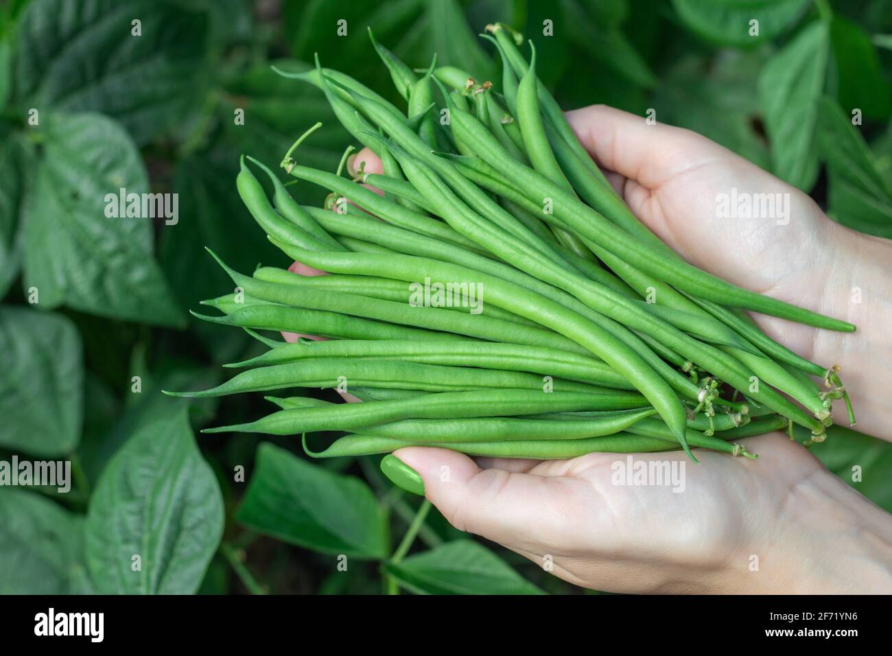 Harvest of green fresh beans in a garden. Hands hold green beans Stock ...